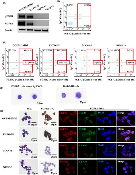 Fibroblast Growth Factor Receptor2 Fgfr2 Expression And Determination Download Scientific
