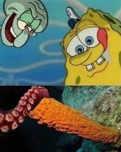 Spongecock R Sskfjkhwerjkghwerijh