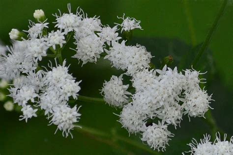 Troll Tails August Flowers