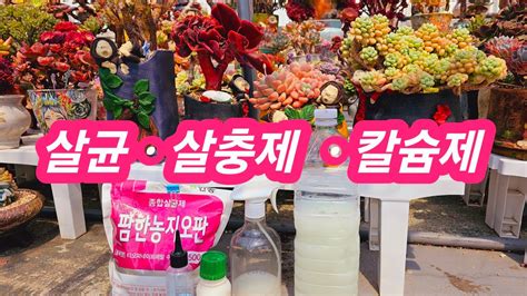 살균ㆍ살충제ㆍ칼슘제💗방제하는법💥구독자님댓글에영상제작빨리💥 옥상노지다육옥상다육키우기2467korean