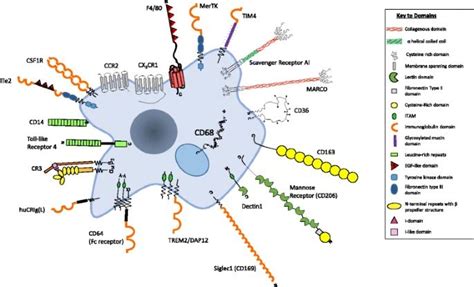 Understanding The Functions Of Tissue Macrophages