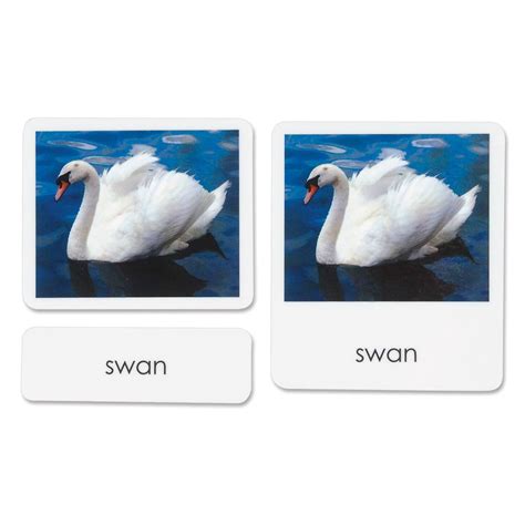 Vertebrates Classification Starter Set Laminated Montessori Services