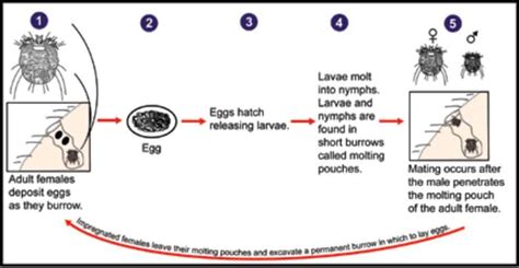Tiny White Bugs On Skin What You Should Know About Scabies Mites