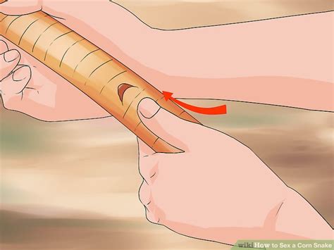3 Ways To Sex A Corn Snake WikiHow
