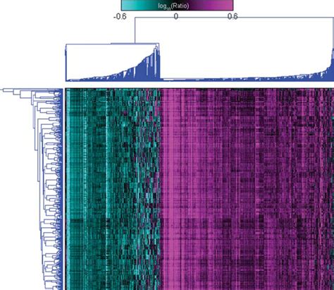 Two Dimensional Hierarchical Clustering In This Figure The Gene