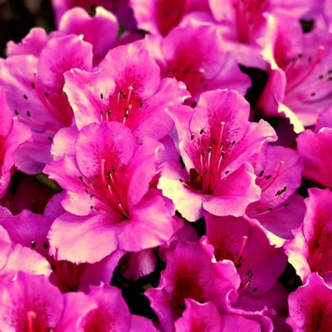 Nichole Mcdaniel Youtube