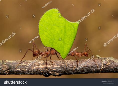Leather Leaf Cutter Ant Soldier