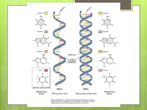 Year 12 Genetics Structure And Function Of DNA