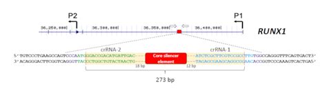 Investigation Of The Transcriptional Role Of A RUNX1 Intronic Silencer By CRISPR Cas9