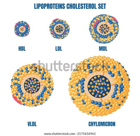 1 549 Hdl Ldl Chylomicron Stock Vectors And Vector Art Shutterstock