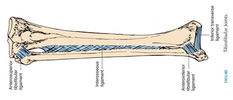 Distal Tib Fib Joint