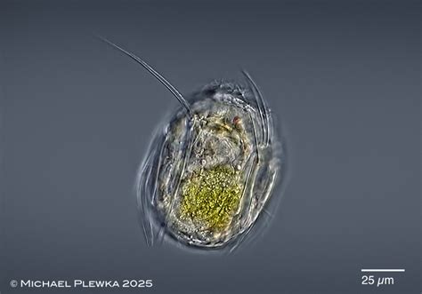 Rotifers Of Germany And Adjoining Countries Polyarthra Cf Minor Voigt
