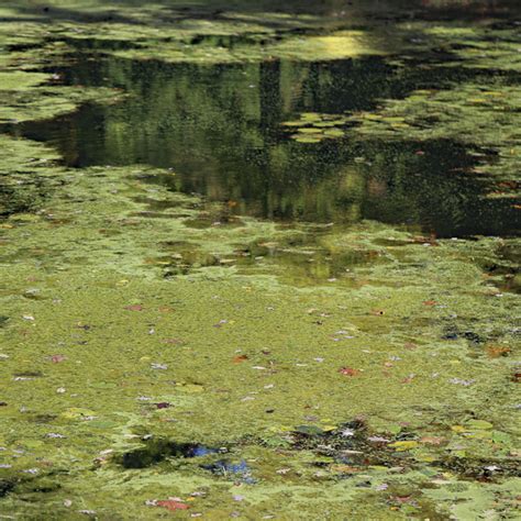 Types Of Algae Algae Information