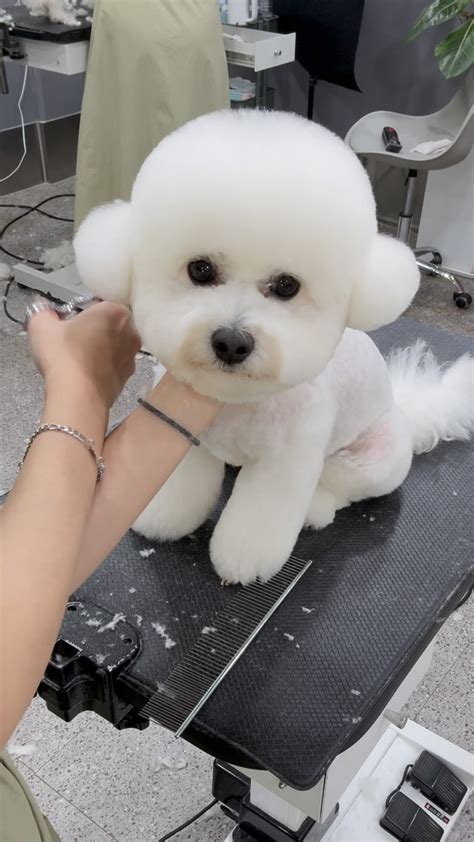 트리밍매직 실장 혜원 주니🤍🤍🤍 비숑프리제 미니비숑 비숑미용 귀여운강아지 비숑미용스타일 비숑귀툭튀 귀툭 튀컷 애견미용사 비숑가위컷 트리밍매직