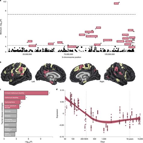 X Linked Genes Associated With Regional Sa Phenotypes With Enriched