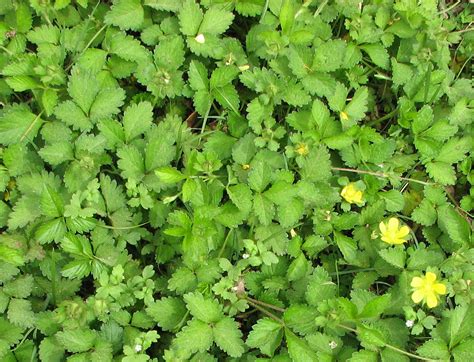 Wild Strawberry Weedalert