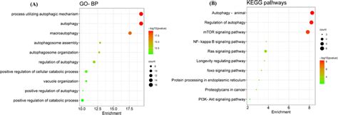 Functional Enrichment Analyses Of Downregulated Degs A The Top 10