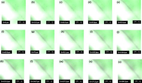 Eye 5 Z Stack Confocal Images A−o Z Stack Confocal Microscopy Images