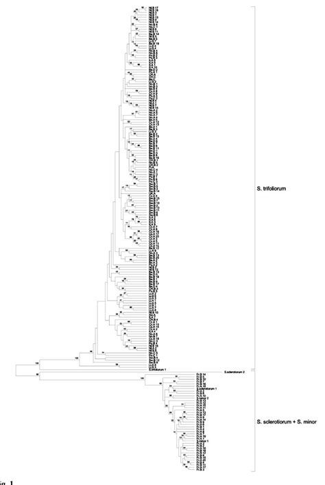Dendrogram Based On The Aflp Analysis Of The Collected Isolates