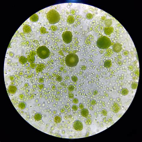 Chlorella Microscope
