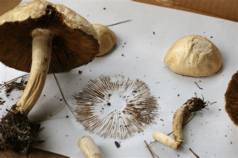 Spore Print Mushroom Steamvsera