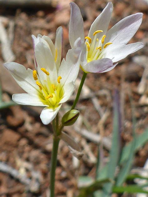 Yellow Anthers Photos Of Nothoscordum Bivalve Amaryllidaceae