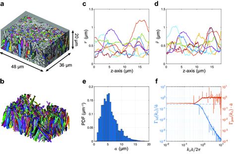 Structural Analysis Of Axons Segmented From Female Mouse Brain Corpus