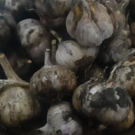 Чеснок купить в Красноярске цена 200 руб дата размещения 15 01 2025 Растения и семена