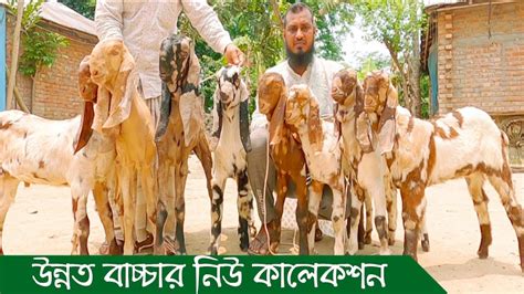 টপ কোয়ালিটি সৌখিন বাচ্চা ছাগলের দর দাম জানুন রুহুল ভাই এর নিউ কালেকশন Goat Farming Youtube