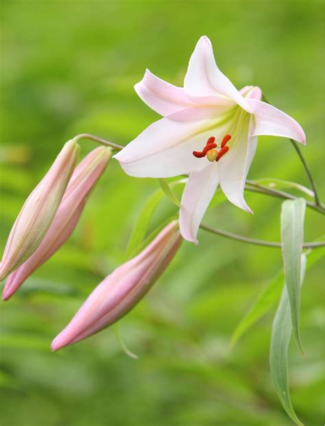 ユリの花写真 百合の花 フリー素材 写真 Gdmsv