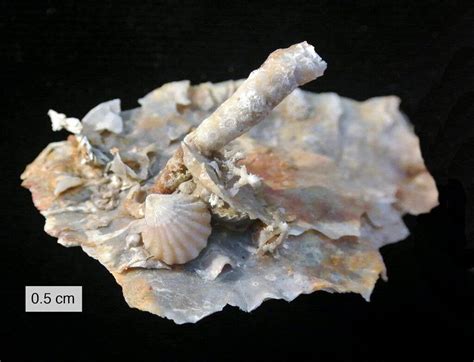 Recrystallization Fossil