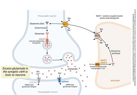Neurotransmitters Glutamate Developing Expertise In Neuroscience