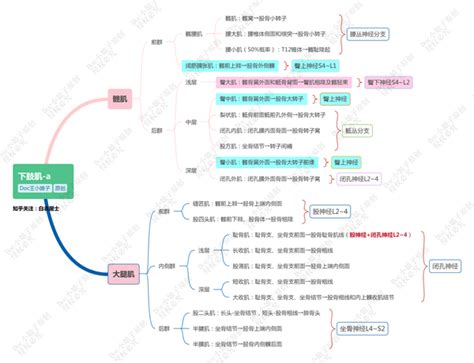 原创《系统解剖学》思维导图，可打印学习 知乎