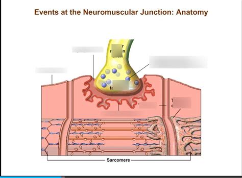 Neuromuscular Junction Labeling Diagram Quizlet