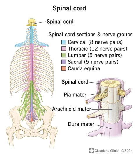 Subarachnoid Space Spinal Cord
