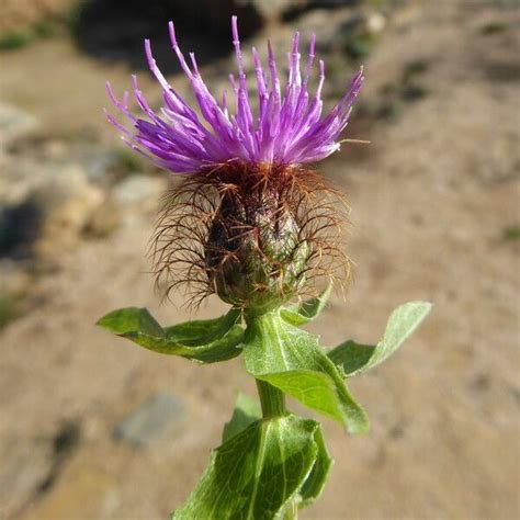 Pectinate Knapweed Centaurea Pectinata Plant Care And How To Grow Water