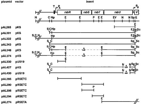 Physical Map Of The Upstream Half Of The Sigb Operon And Recombinant