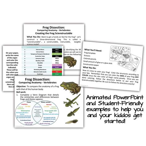 Scienstructable 3d Dissection Model® Frog Paper Dissection Carolina Biological Supply