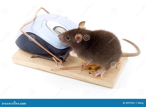Clever Mouse Stock Image Image Of Concept Hardware Mousetrap 4597441
