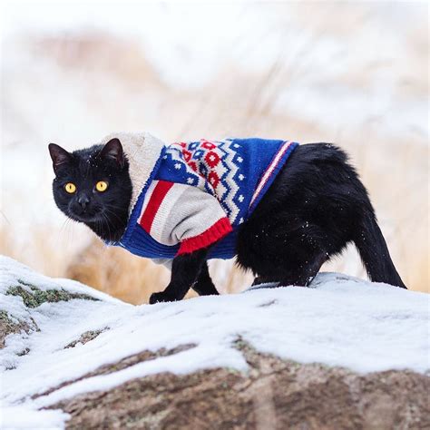 Simon The Backpacking Kitty