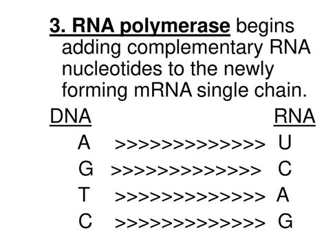 Transcription And Rnas Role Ppt Download