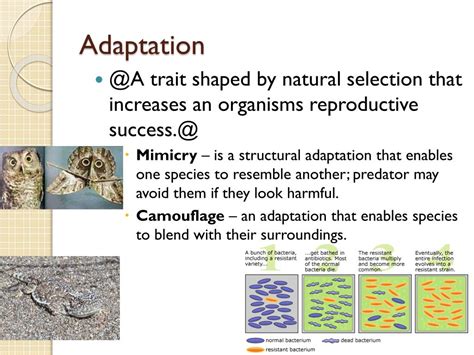 Ppt Evolution Powerpoint Presentation Free Download Id2100970