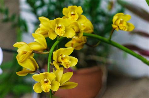 Diferentes Tipos De Orquídeas E Imágenes Para Reconocerlas Tipos De