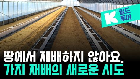 땅에서 재배하지 않는 가지 그런것이 가능해 우리는 새로운 시도를 하는 농가 밭에 방문해 보았다 클라스만 프렉션피트