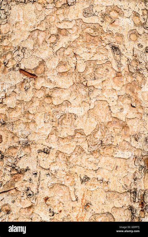 Background Of Bark Texture Macro Stock Photo Alamy