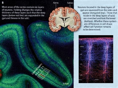 The Developing Brain Cerebral Cortex Gray Matter Consists