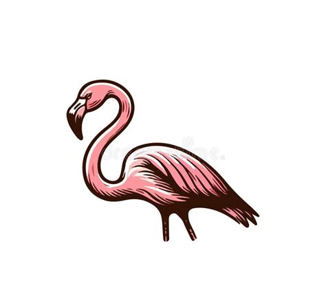 Greater Flamingo Hand Drawn Vector Illustration Graphic Stock