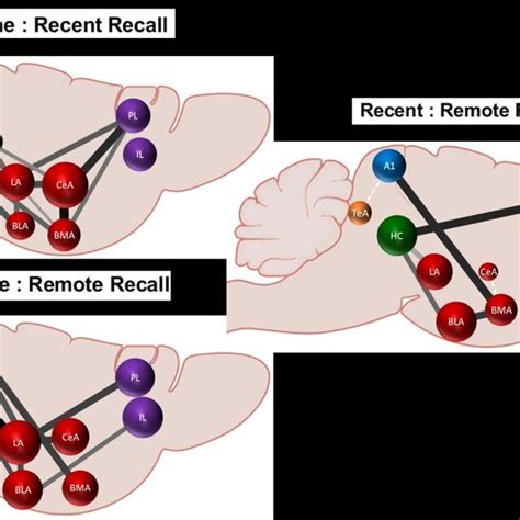 Brain Network Functional Connectivity Diagrams The Node Diameter