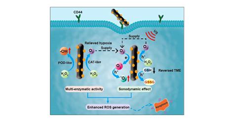 Sulfur Vacancy Rich Bi2s3xpt Heterojunction With Multi Enzymatic
