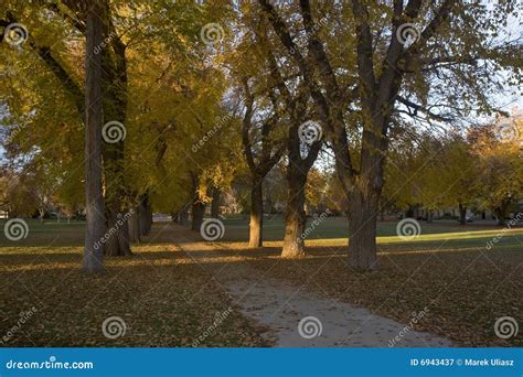 Alley With Old American Elm Trees In Fall Colors Stock Image Image Of